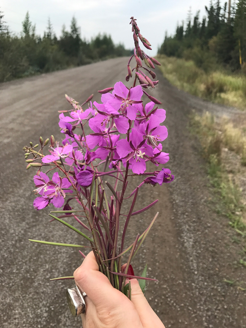 Fireweed Counselling – Counselling and therapy in downtown Yellowknife ...