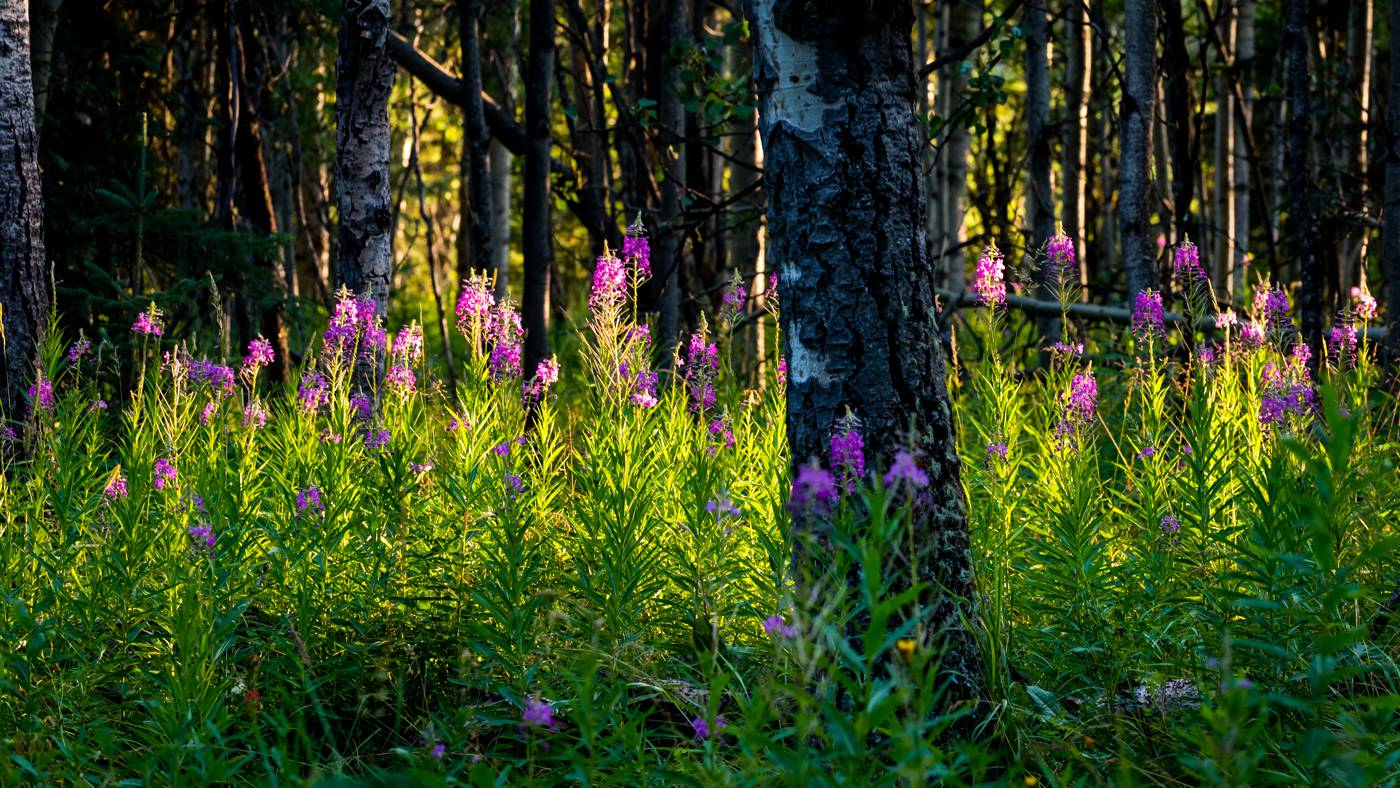Fireweed Counselling – Counselling and therapy in downtown Yellowknife ...