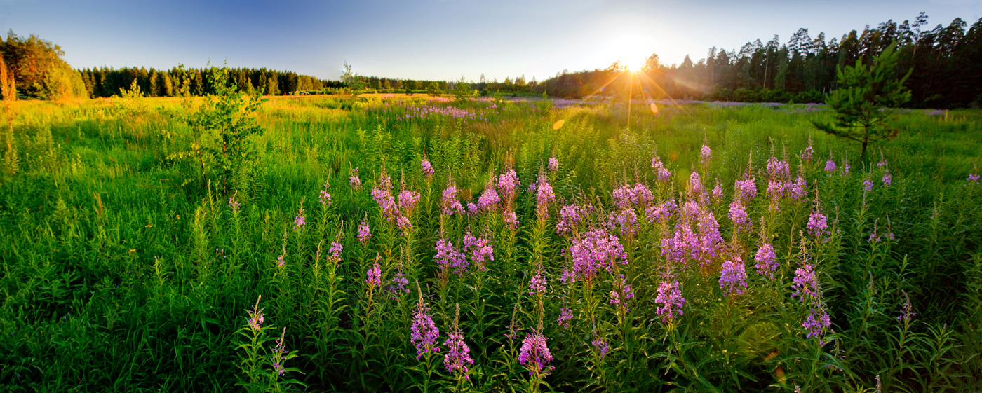 Fireweed Counselling – Counselling and therapy in downtown Yellowknife ...