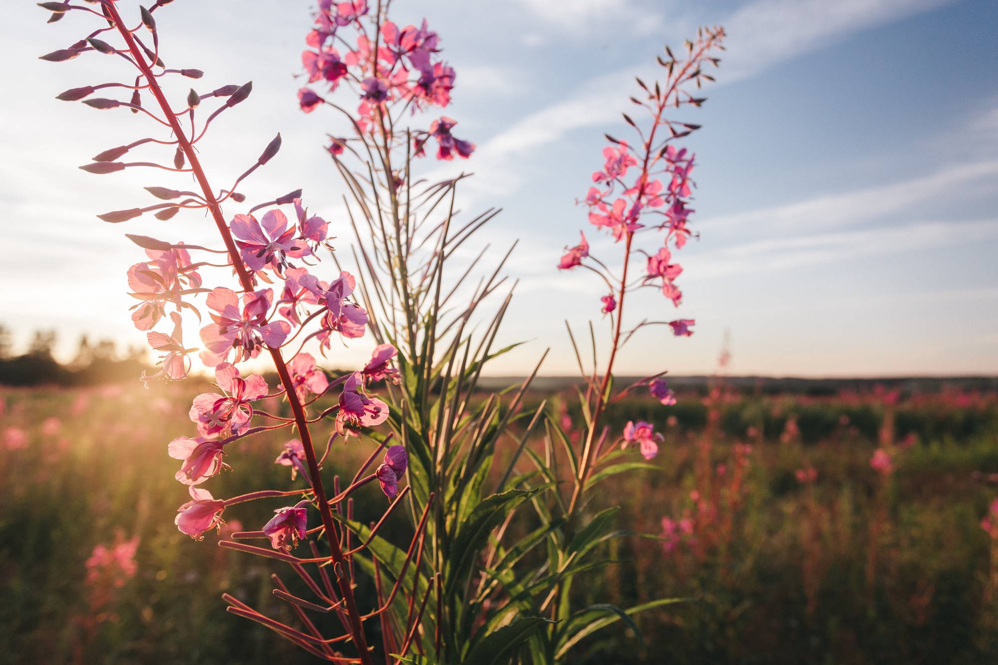 Fireweed Counselling – Counselling and therapy in downtown Yellowknife ...