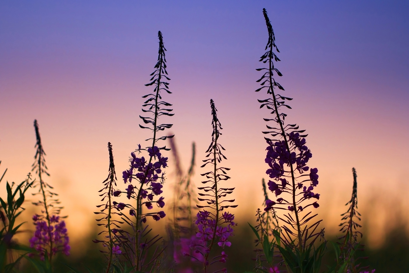 Fireweed Counselling – Counselling and therapy in downtown Yellowknife ...